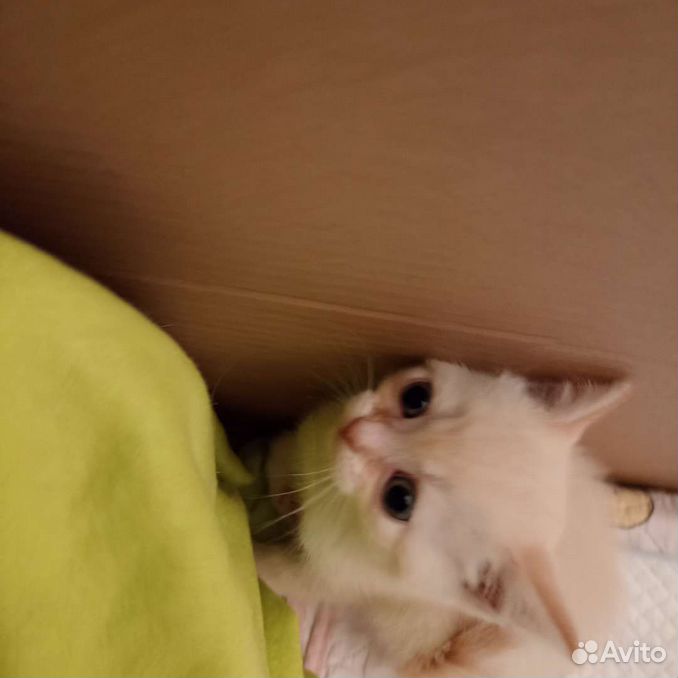 Милый котик. (Мальчик, 1 месяц)