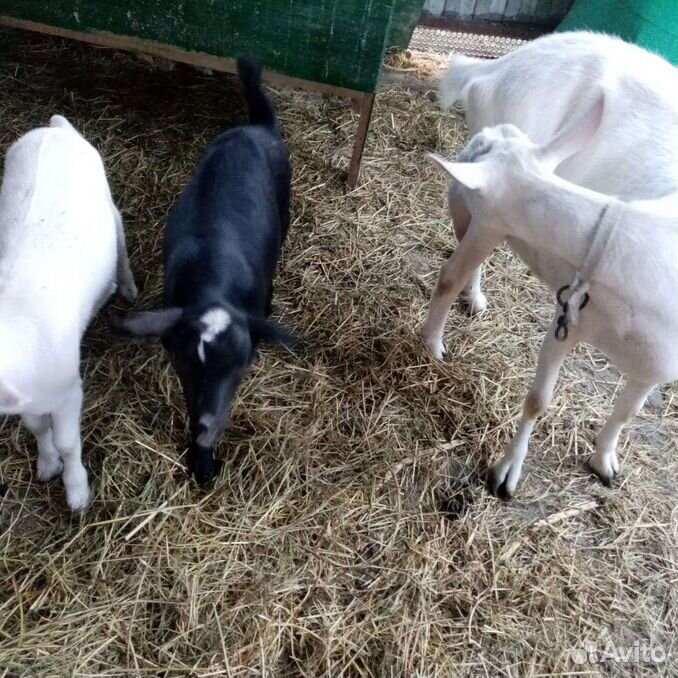 Коза с козлятами