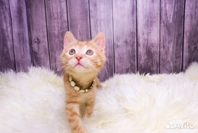 Котенок девочка Элис