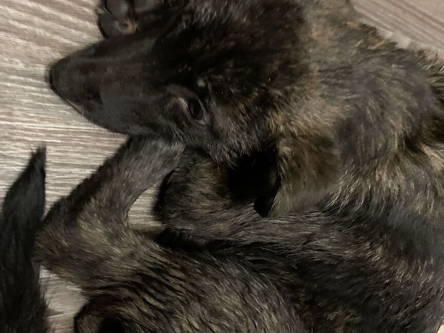 Собака в добрые руки отдам бесплатно зенок