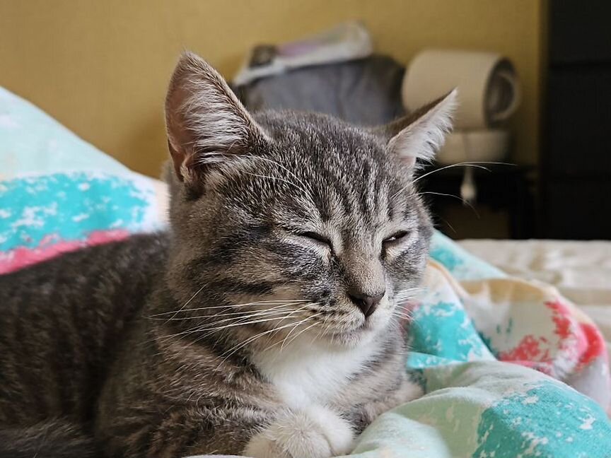 Короткошерстная