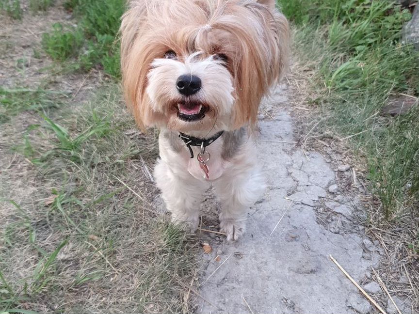 Щенок бивера