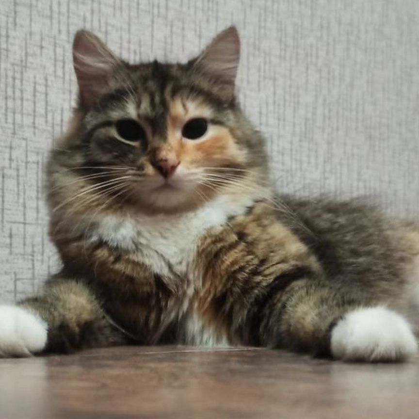 Кошки