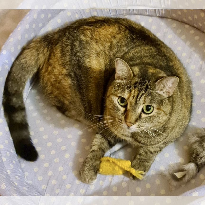 Европейская короткошёрстная, взрослая кошка