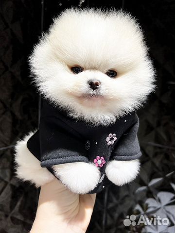 Вот такой цветочек - шпиц