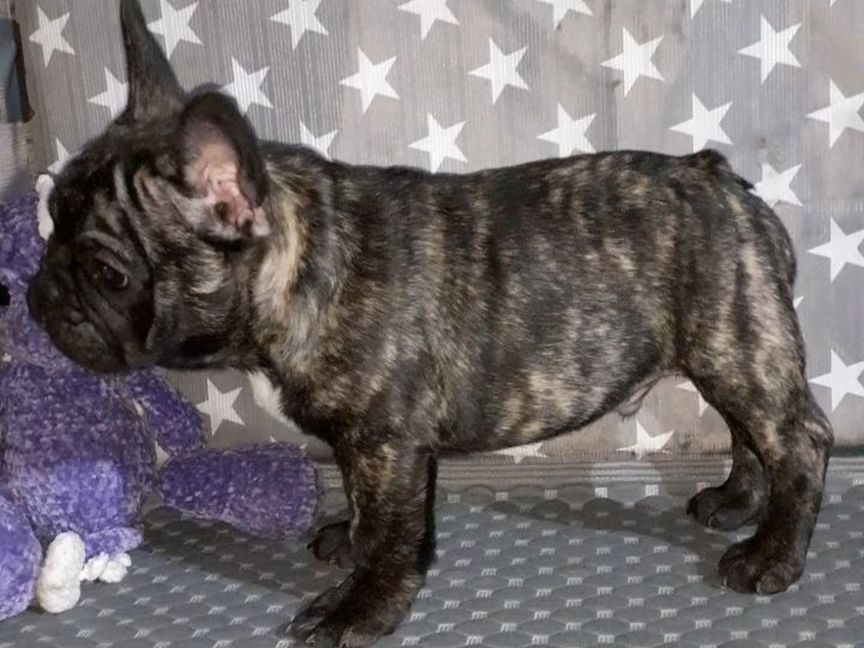 Французский бульдог щенки