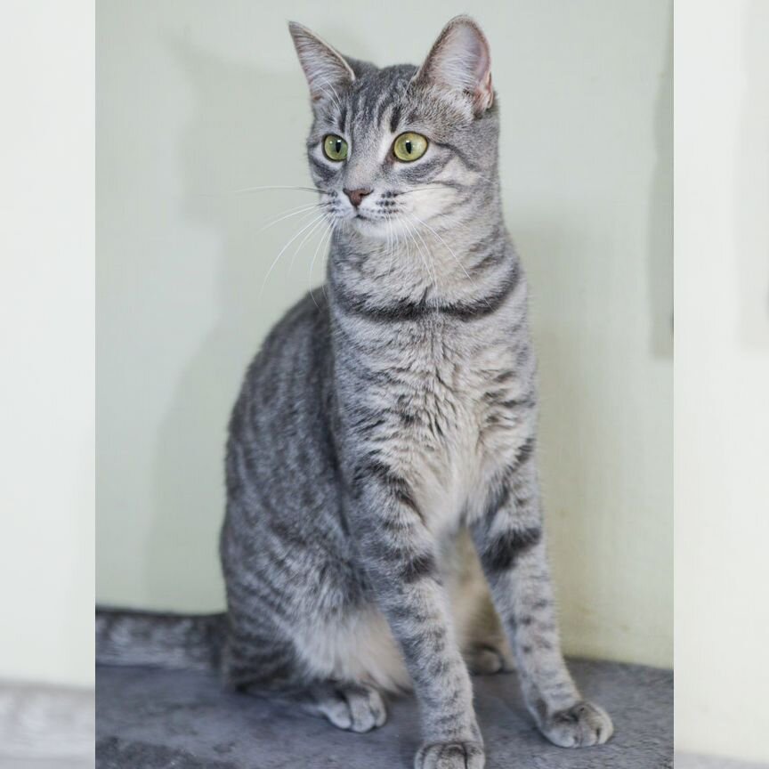 Котёнок от частного владельца