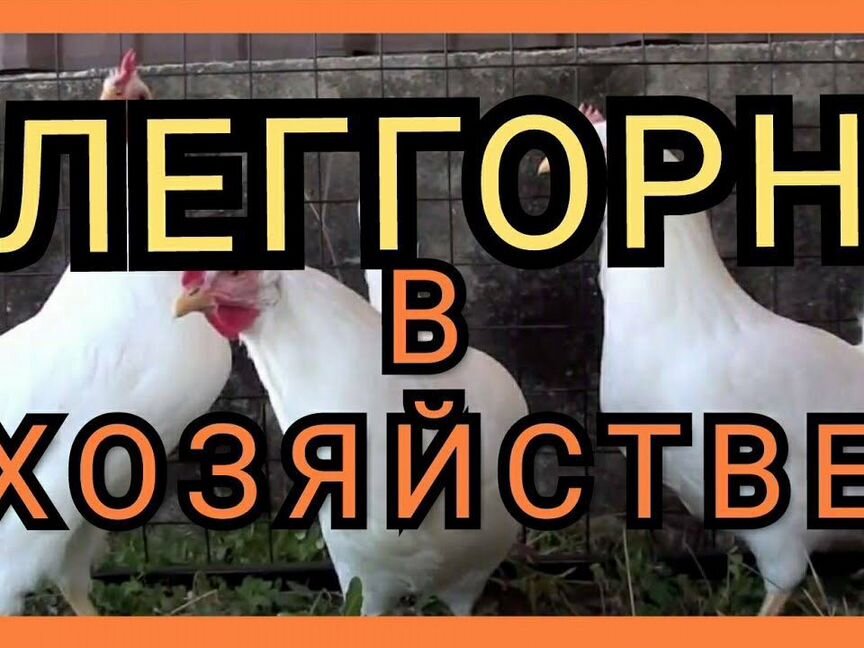 Лучшие несушки