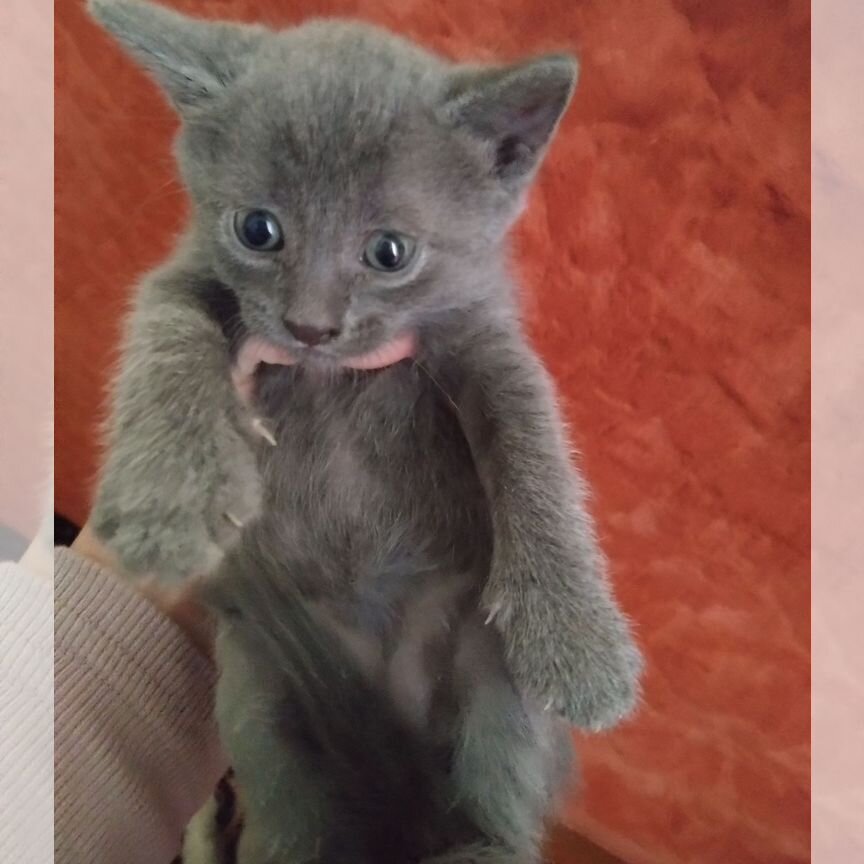 Британский короткошёрстный котёнок