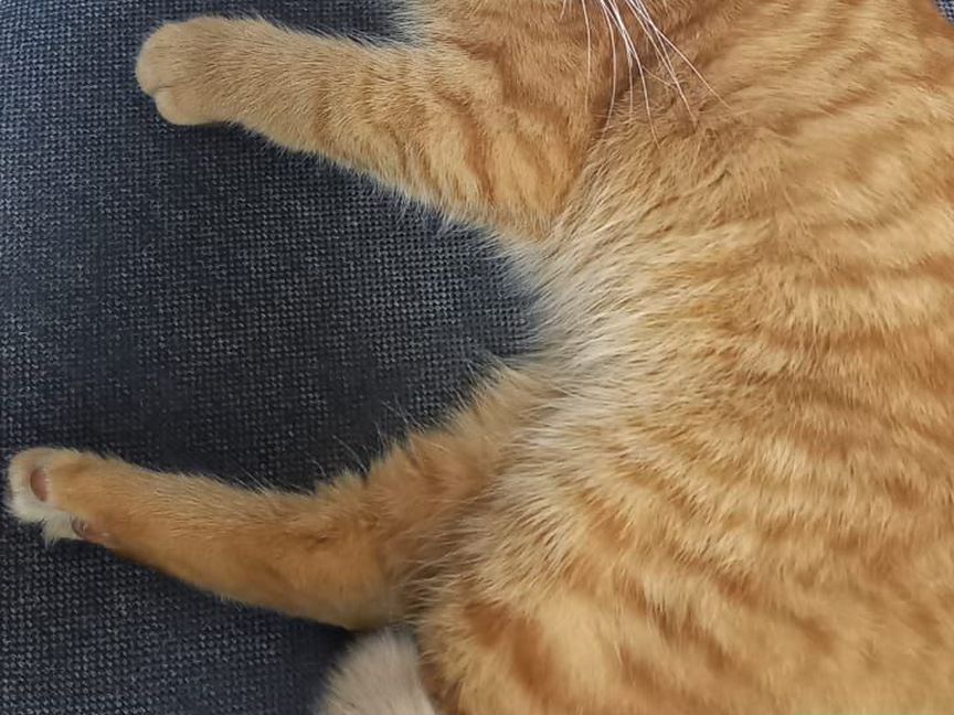 Рыжий кот