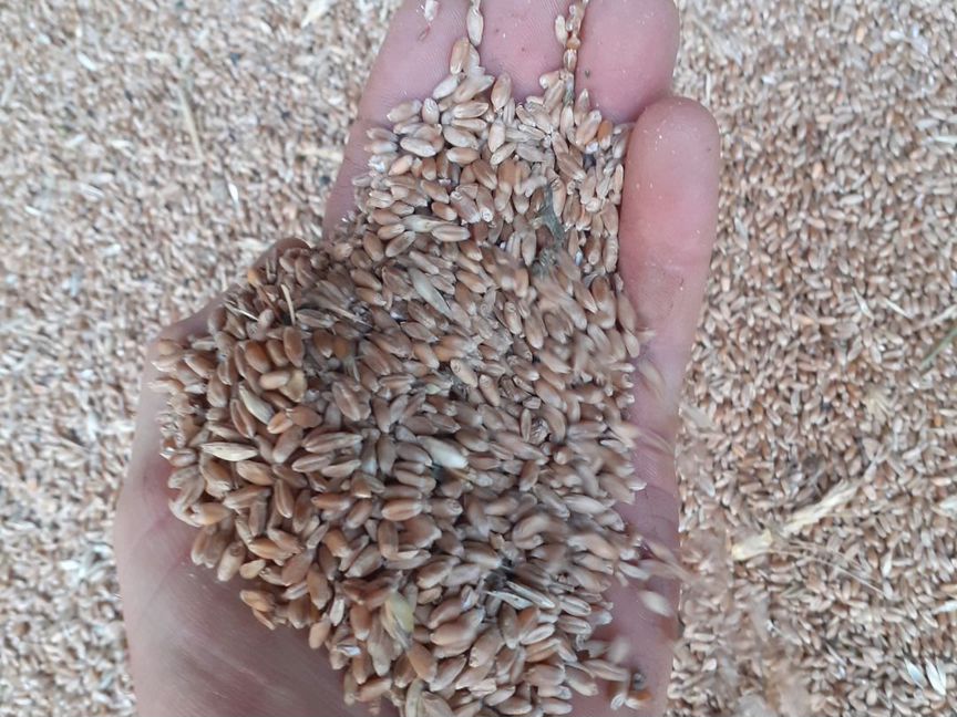 Пшеница озимая,урожай 2023г