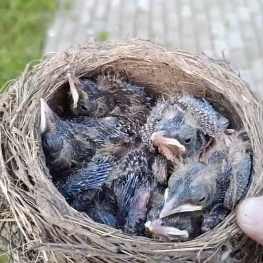 Птенцы умрут кто может забрать выкормить