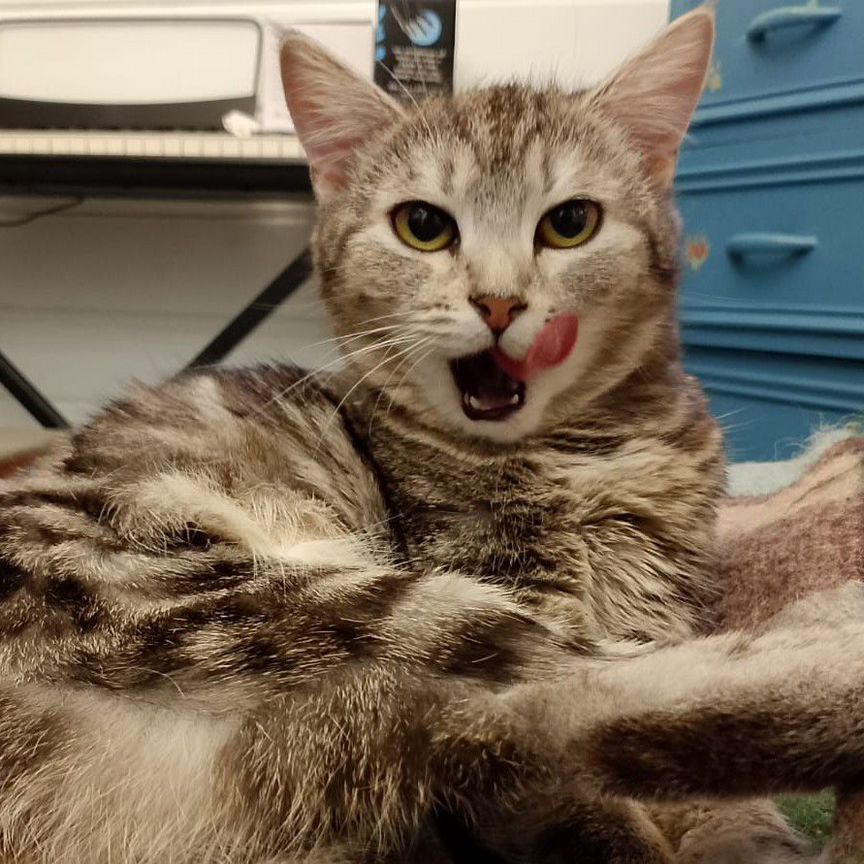 Кошечка 8 месяцев