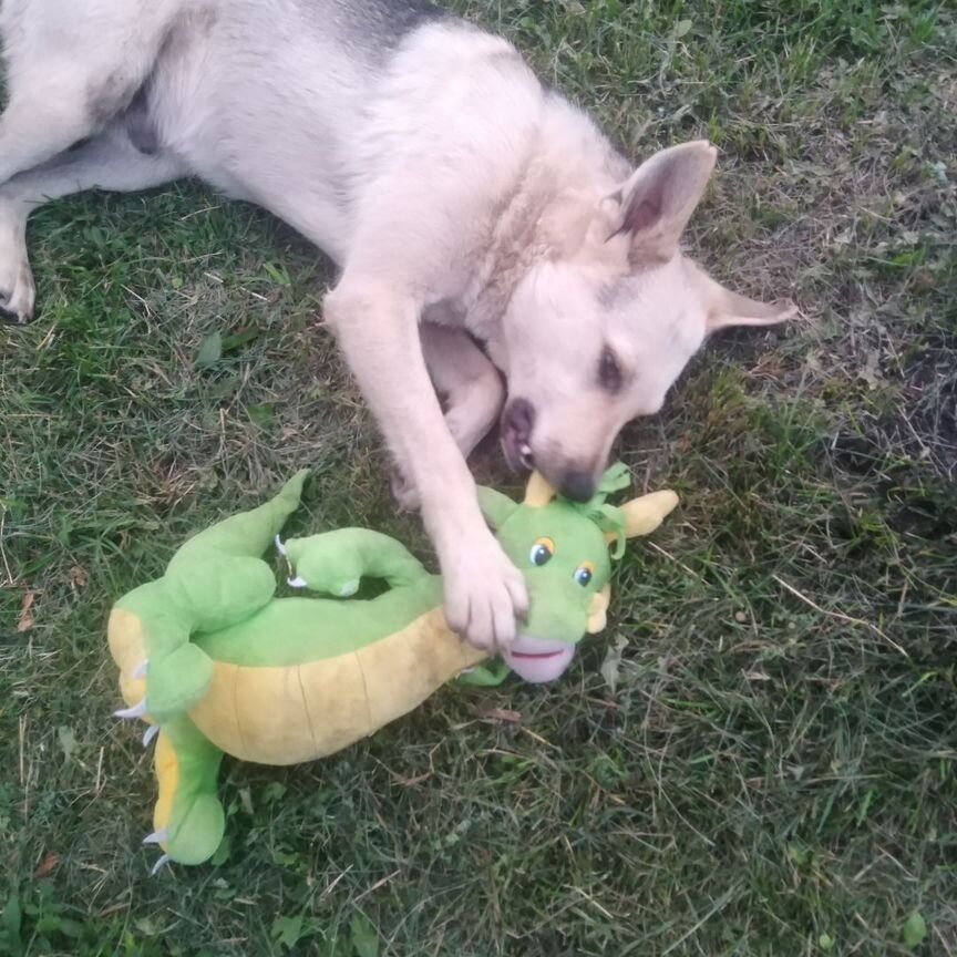 Собака