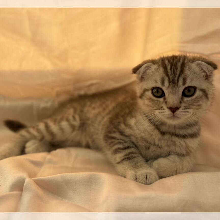 Шотландские вислоухие котята