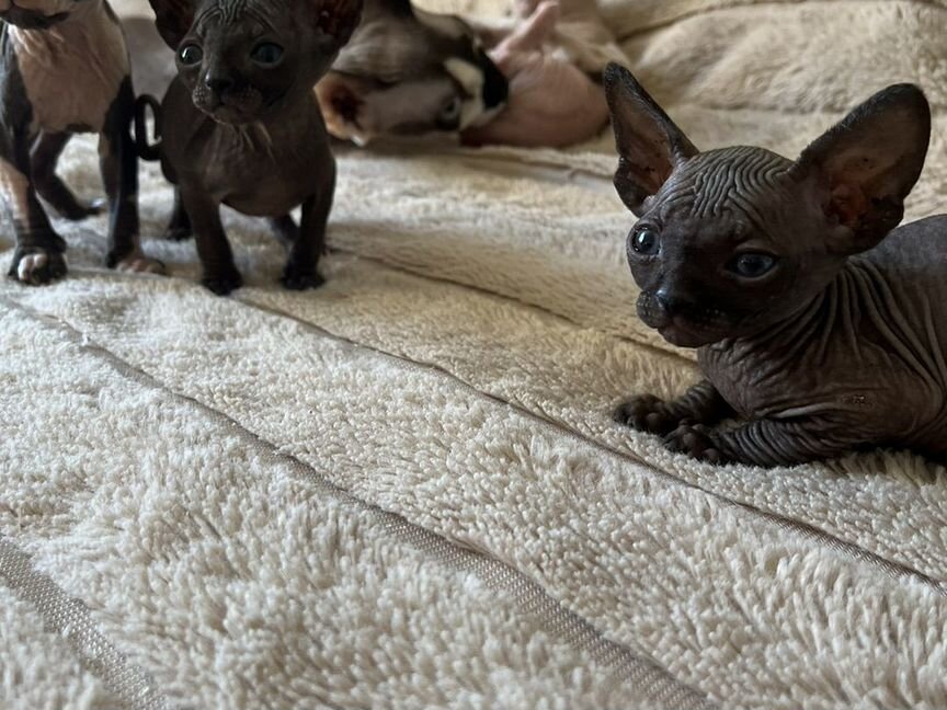 Канадский сфинкс