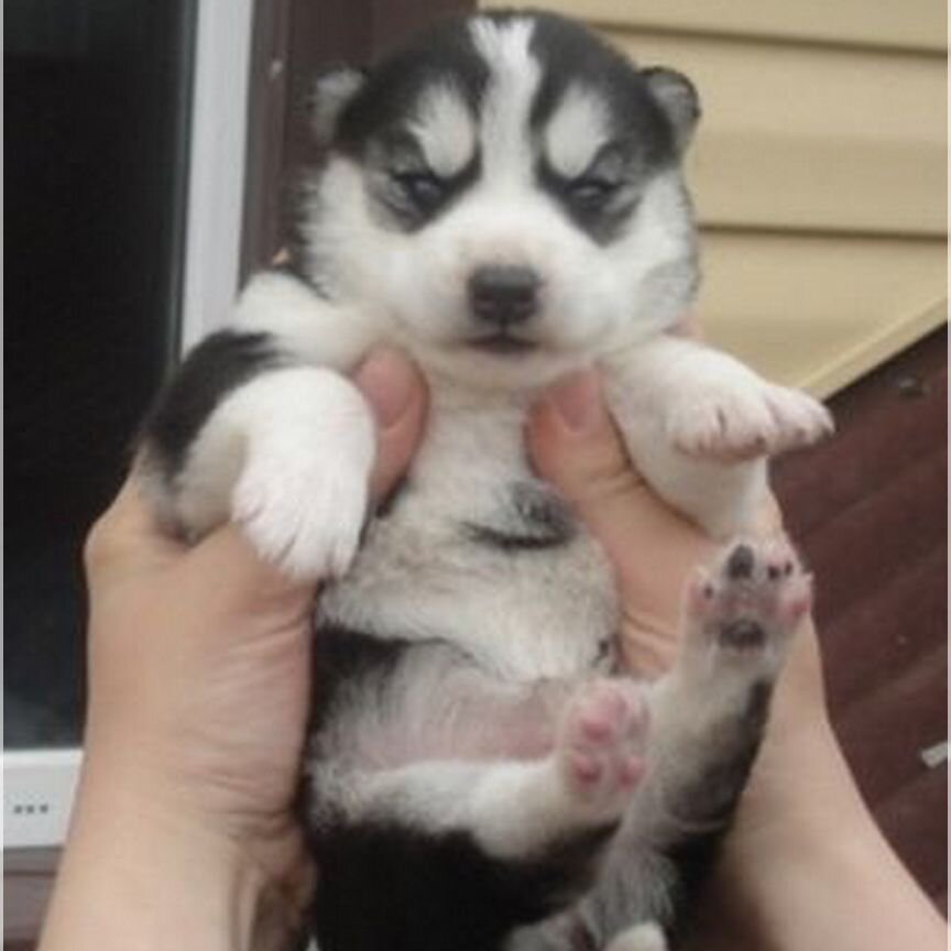 Хаски яркие щенки для вас