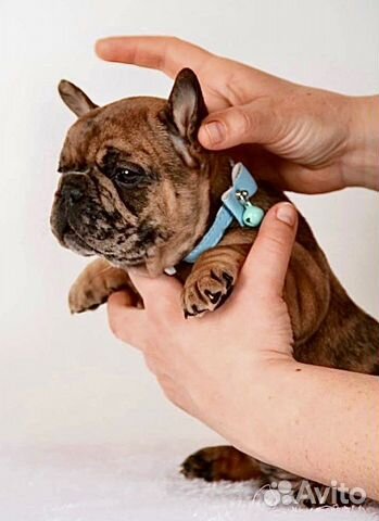 Французский бульдог мерле мини