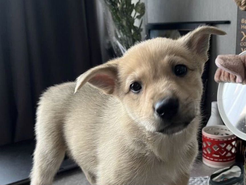 Щенки карело финской лайки