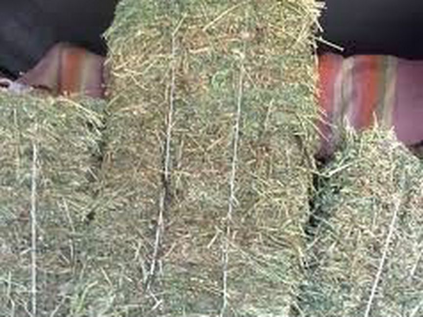 Сено люцерны в тюках
