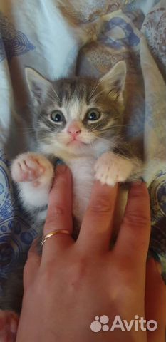 Котята уникальные