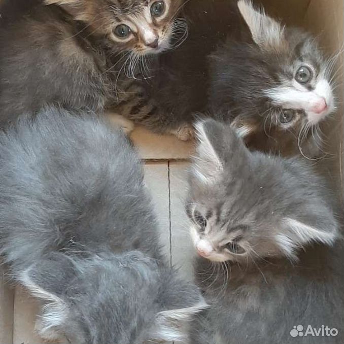 Котята сироты