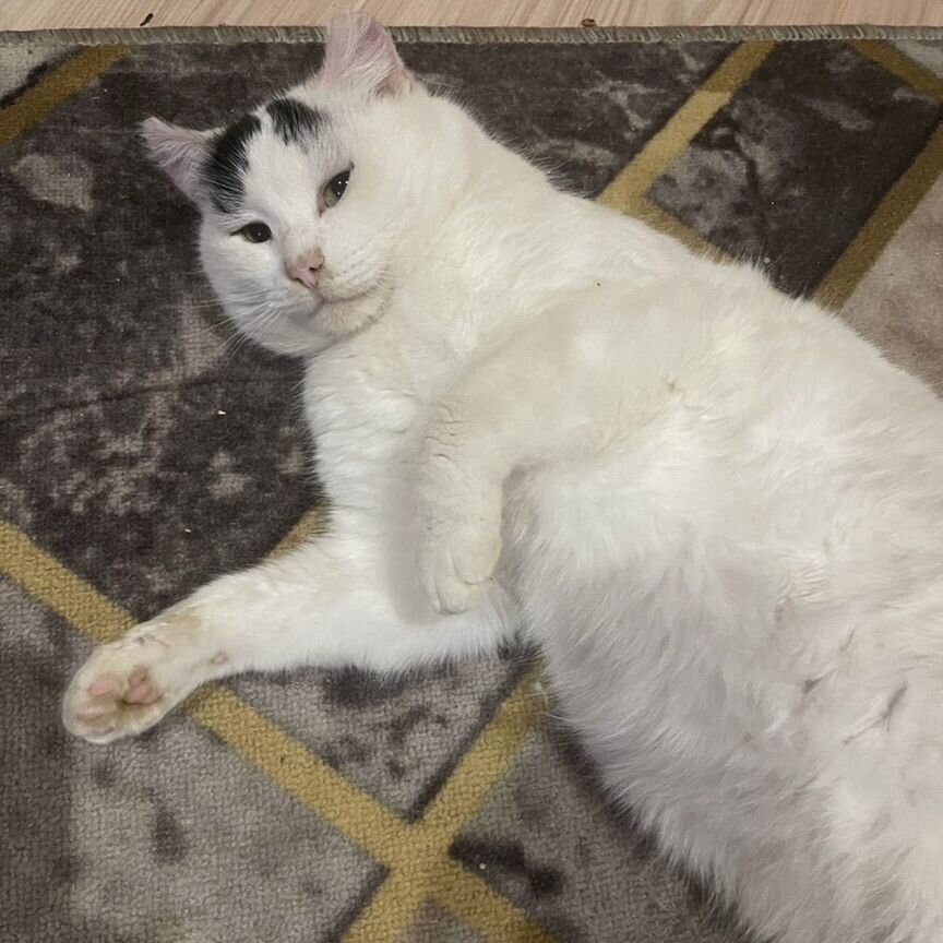 Котик