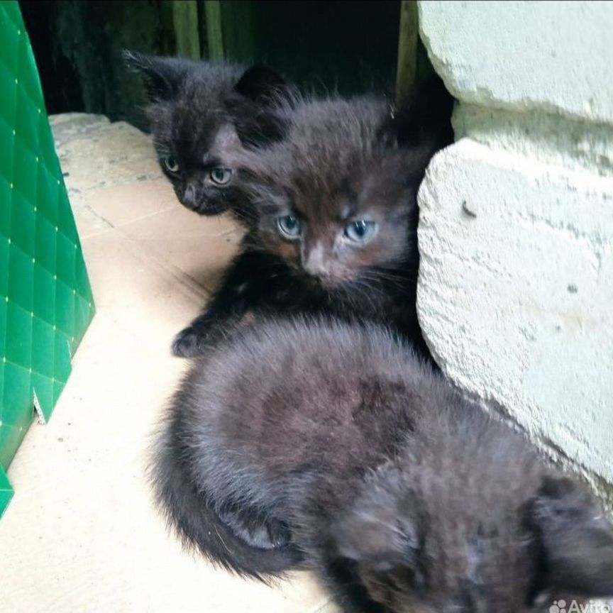 Котята в добрые руки