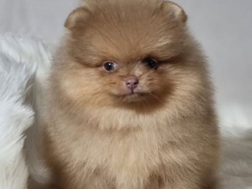 Померанский шпиц
