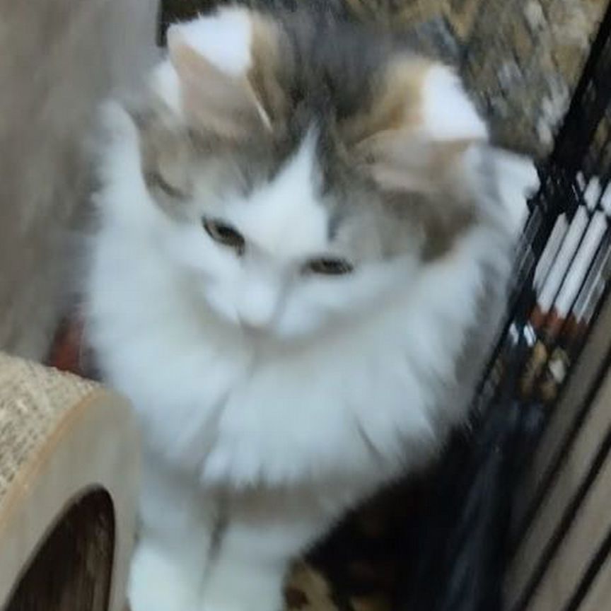 Очаровательная юная кошечка, стерилизованная