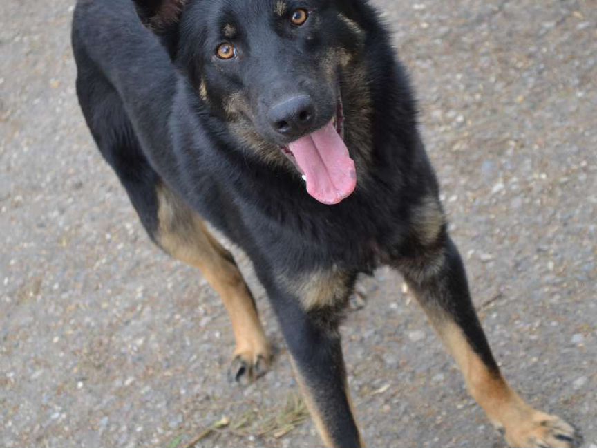 Отдам в добрые руки