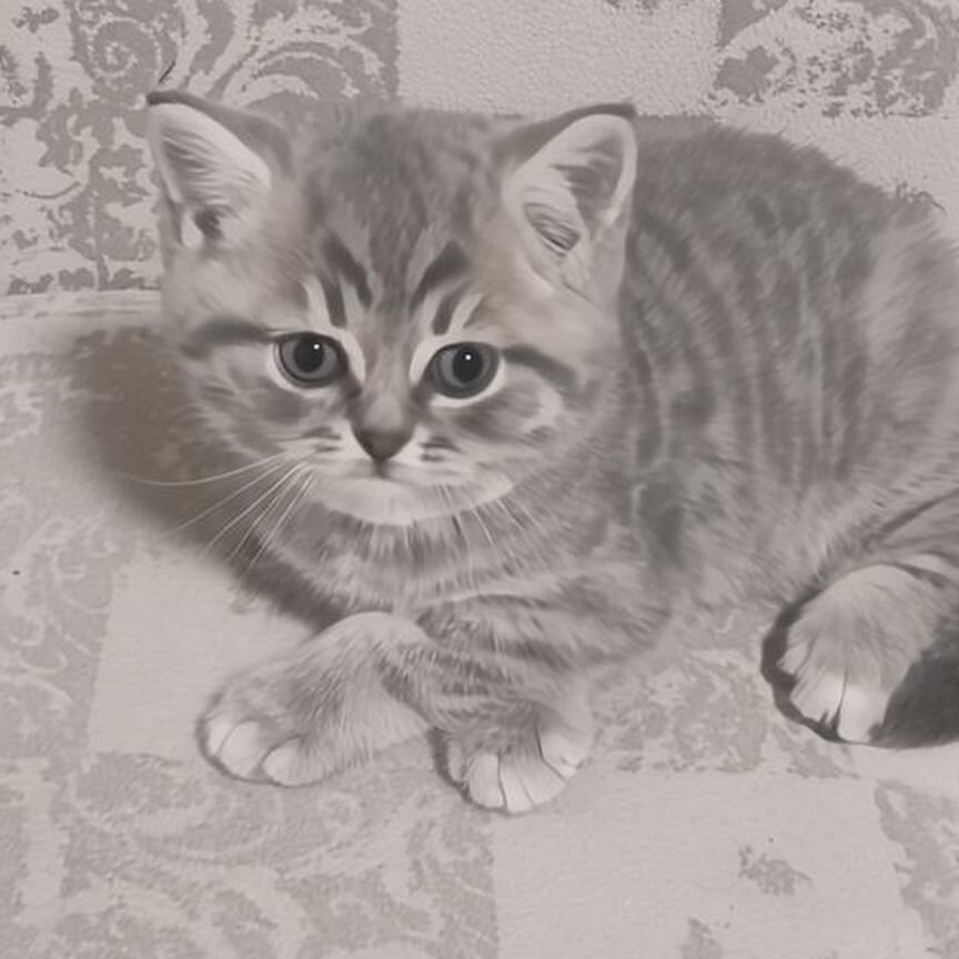 Шотландский прямоухий короткошёрстный котёнок