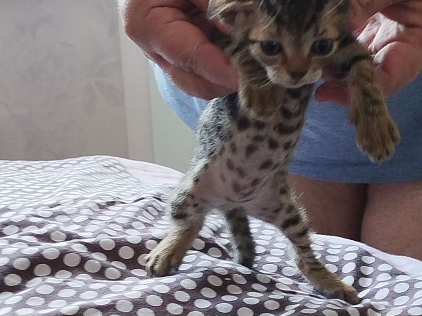 Котята в добрые руки бесплатно