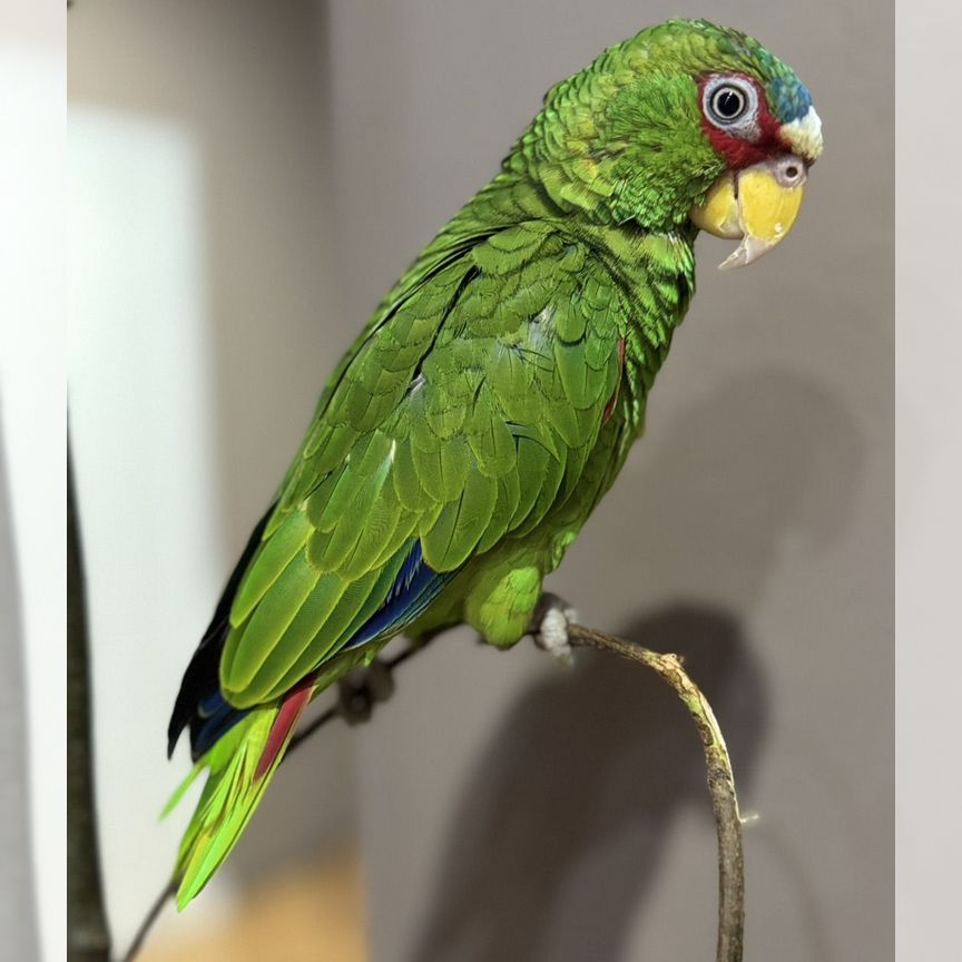 Попугай Белолобый Амазон