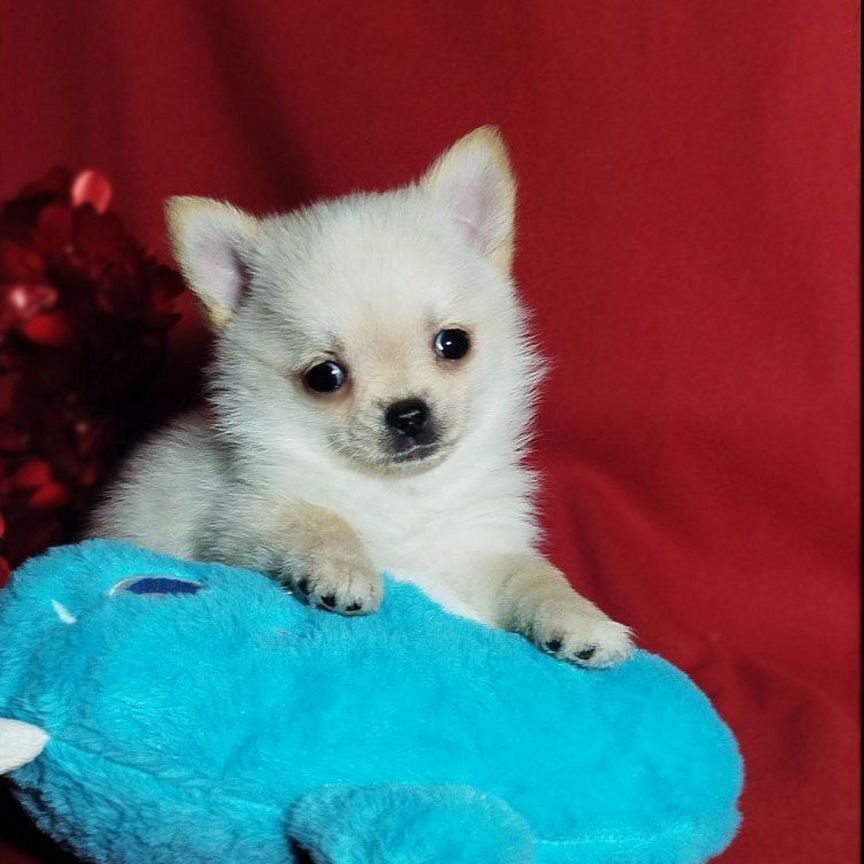 Помчи, щенок