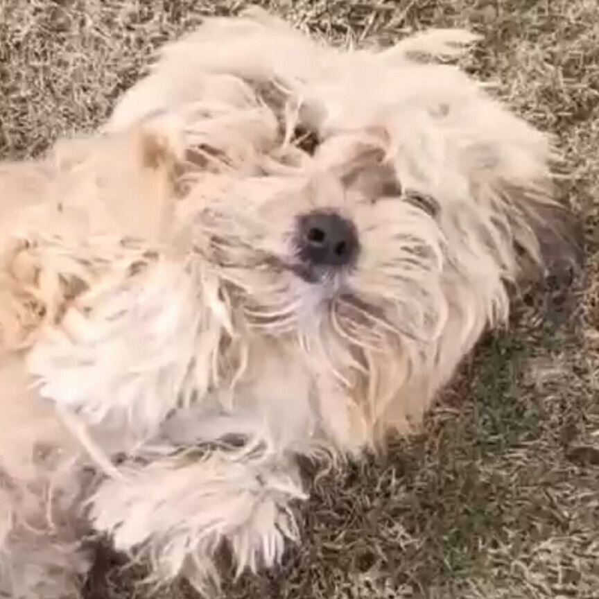 Йоркширский терьер, взрослый пёс