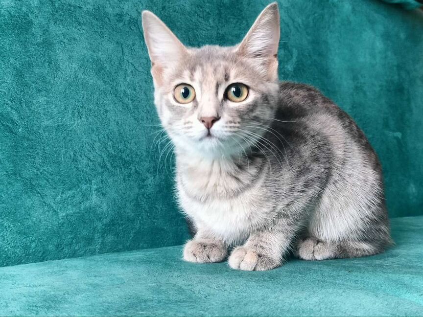 Котенок в самые ответственные и добрые ручки