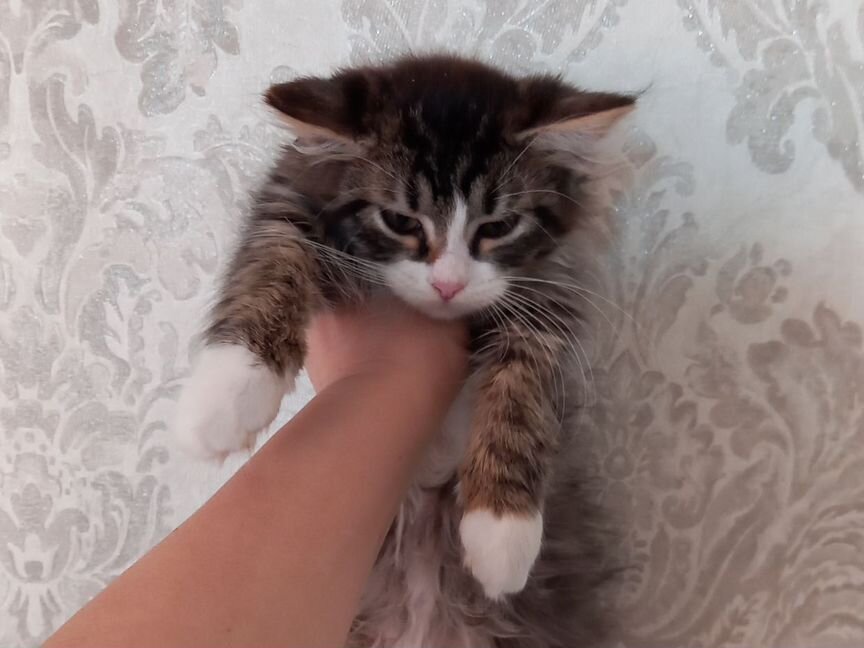 Сибирский котик