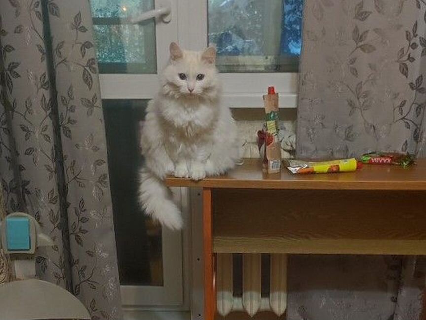 Кошка
