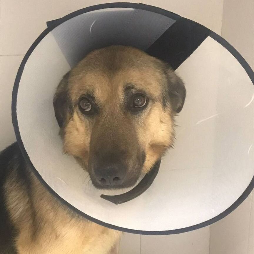 Грею очень нужен дом