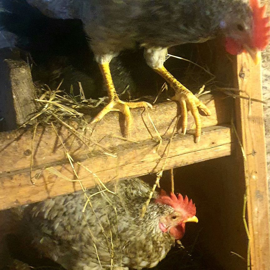 Молодые петушки