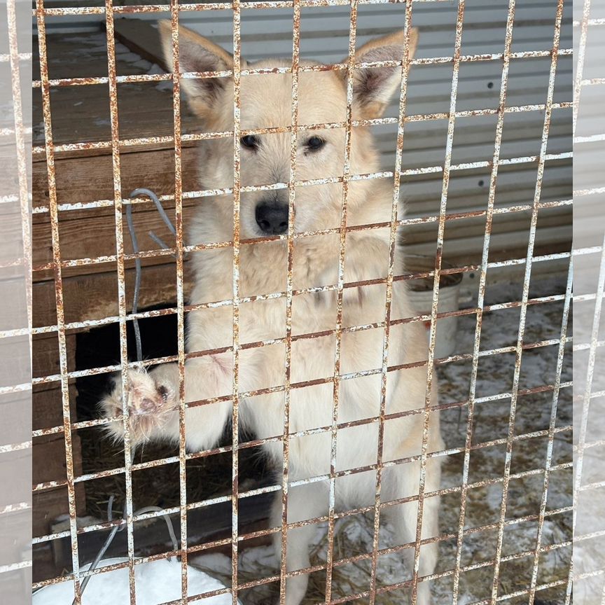 Взрослая собака в добрые руки