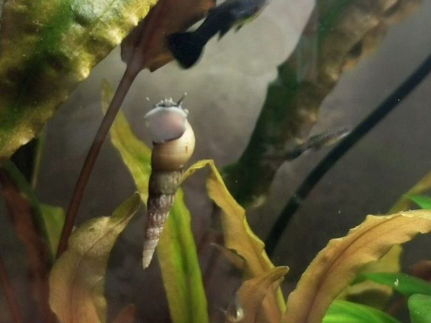 Улитки милания