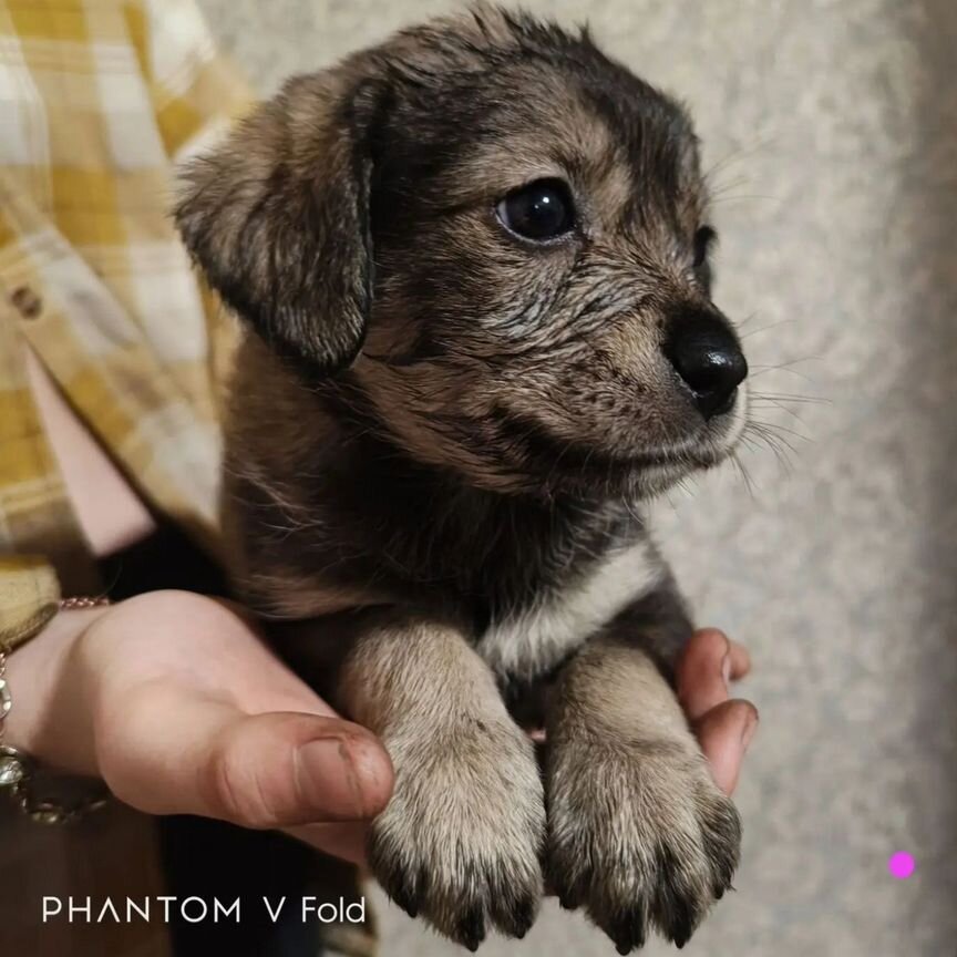 Щенок в добрые руки