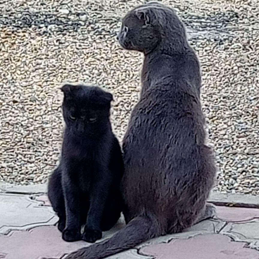 Отдам чёрную кошечку в добрые руки