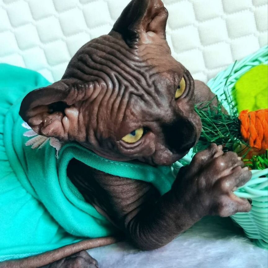 Девочка эльф с документами