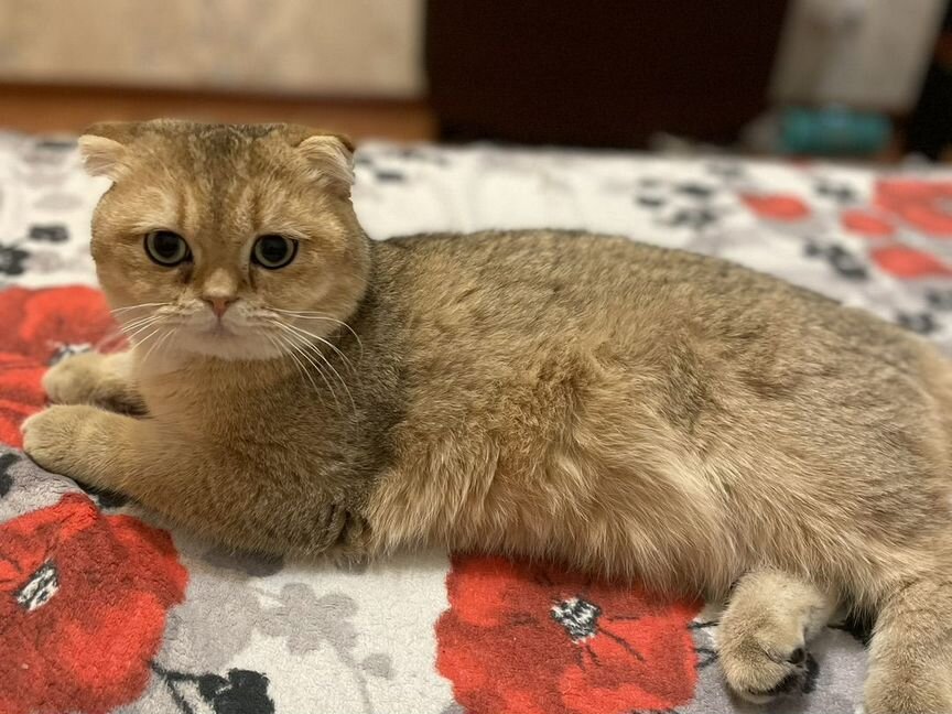 Шотландский кот вязка
