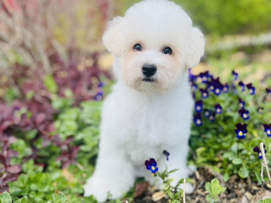 Щеночки бишончики