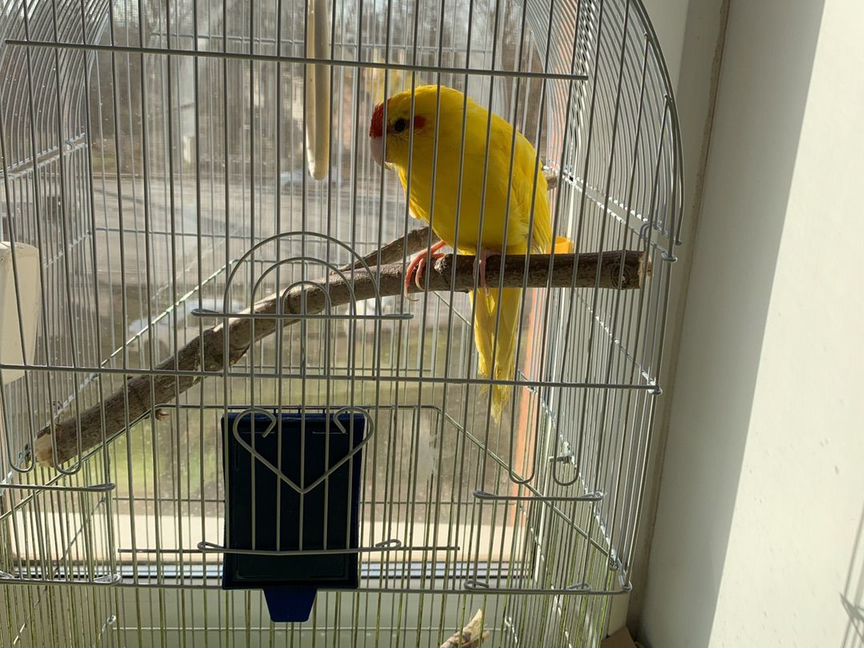 Попугай какарик