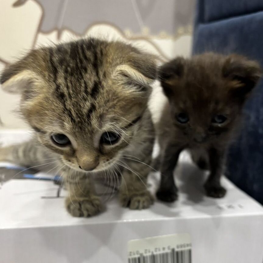 Шотландский вислоухий короткошёрстный котёнок